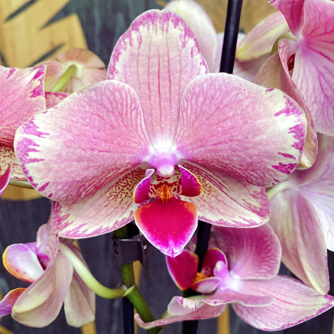 Phalaenopsis Pirate Picotee