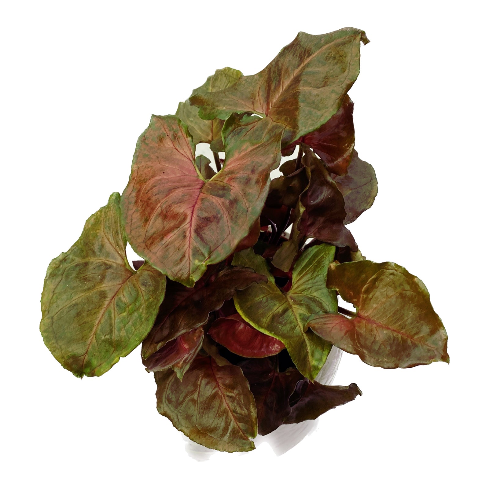 Syngonium 'Maria Brocante' – Secret Garden Plant Shop