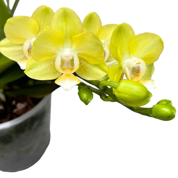 Orhidee in ghiveci – Floraria Secret Garden (SG)