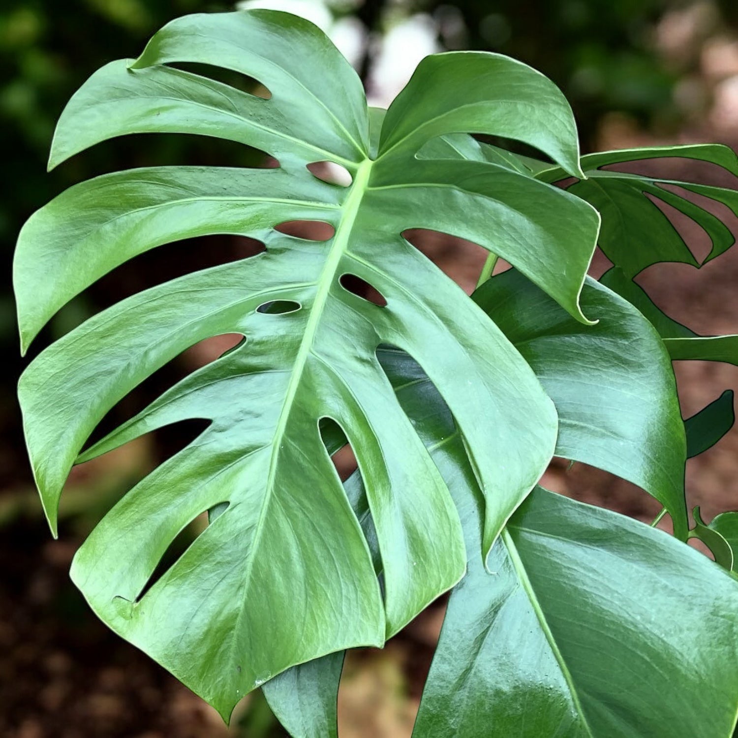 Monstera deliciosa (pianta del formaggio svizzero) D17 - 2 piante/vaso ...