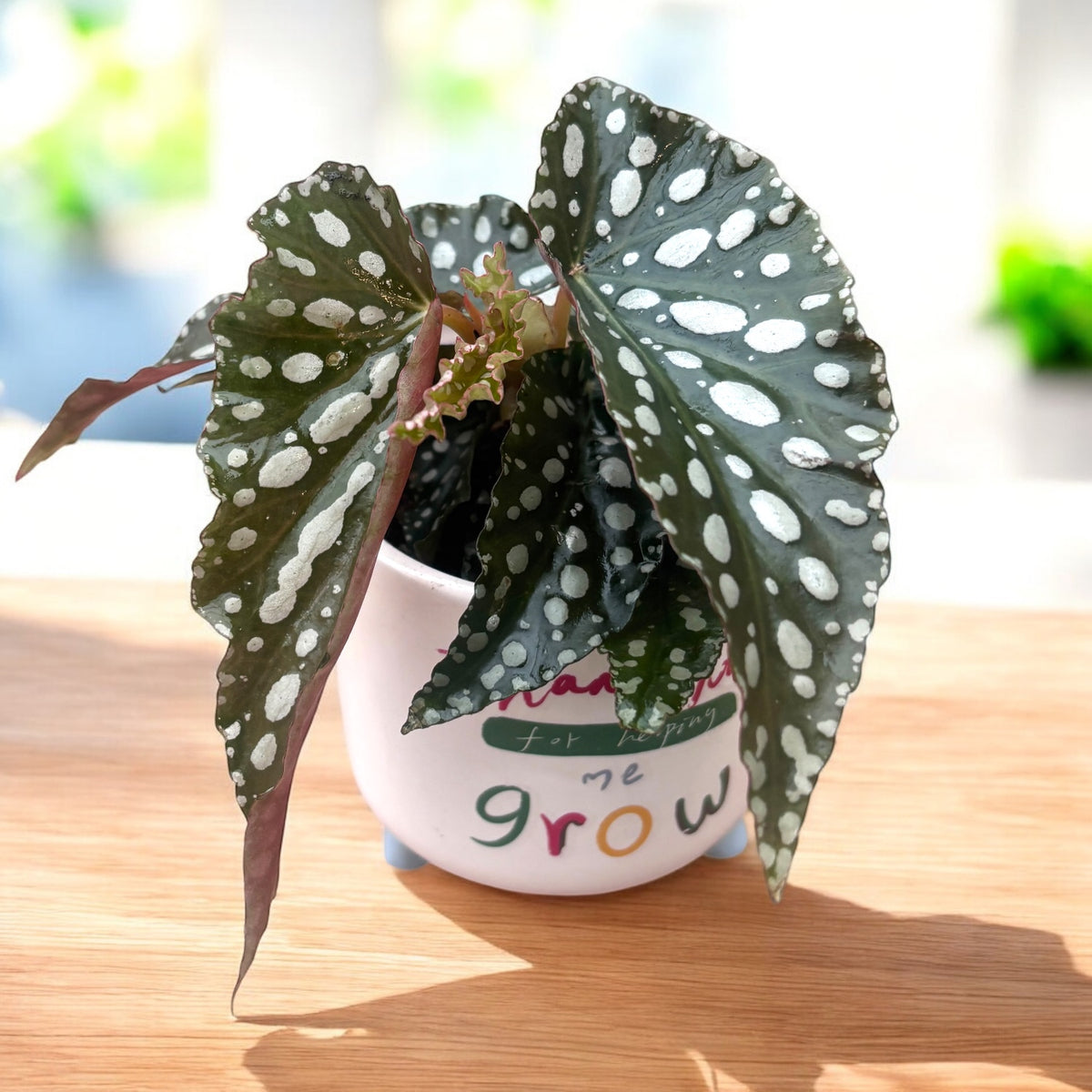 Begonia Maculata “Bubbles Compact” - babyplant – Secret Garden Plant Shop