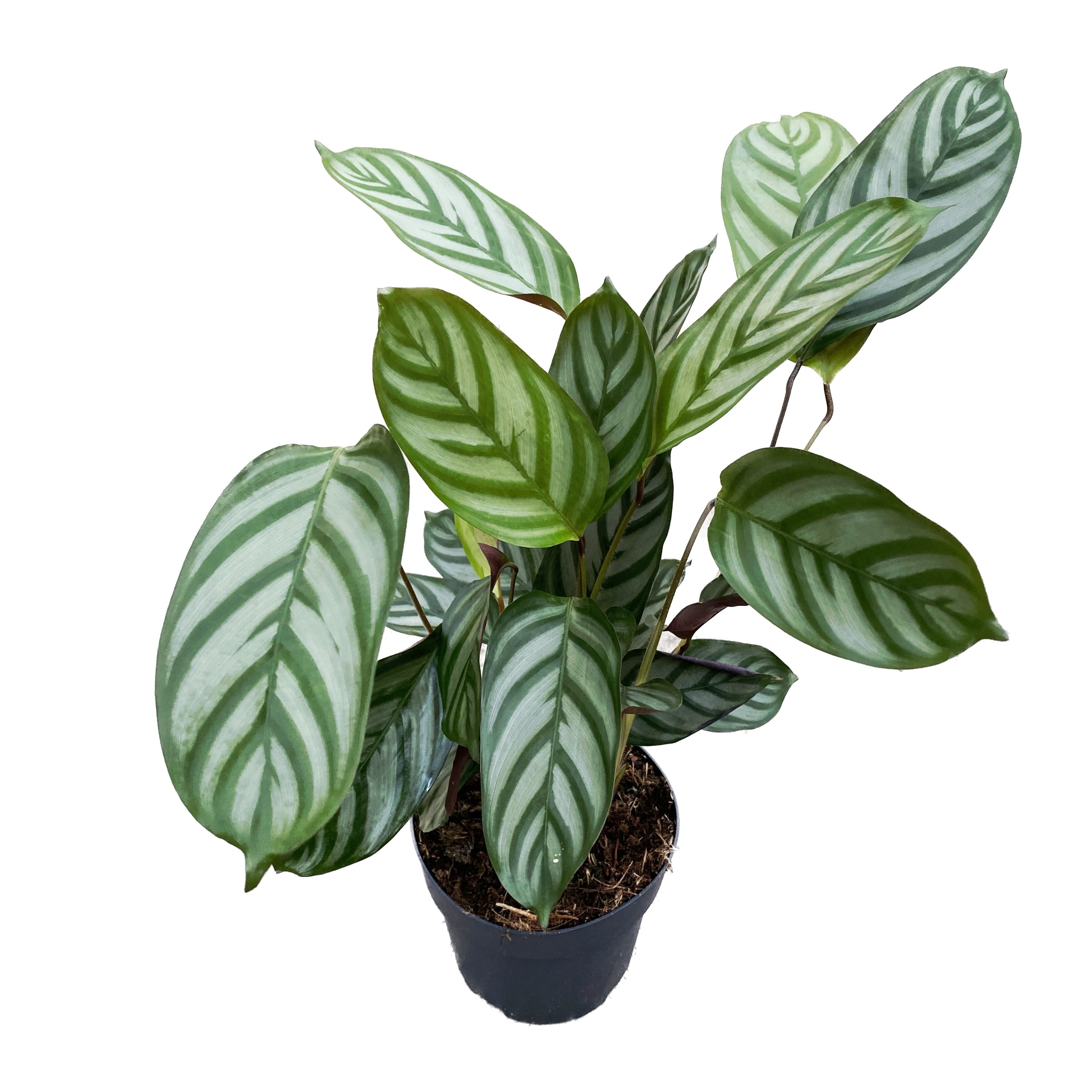 Ctenanthe setosa 'Compactstar' (Ctenanthe setosa 'Green Flag') – Secret ...