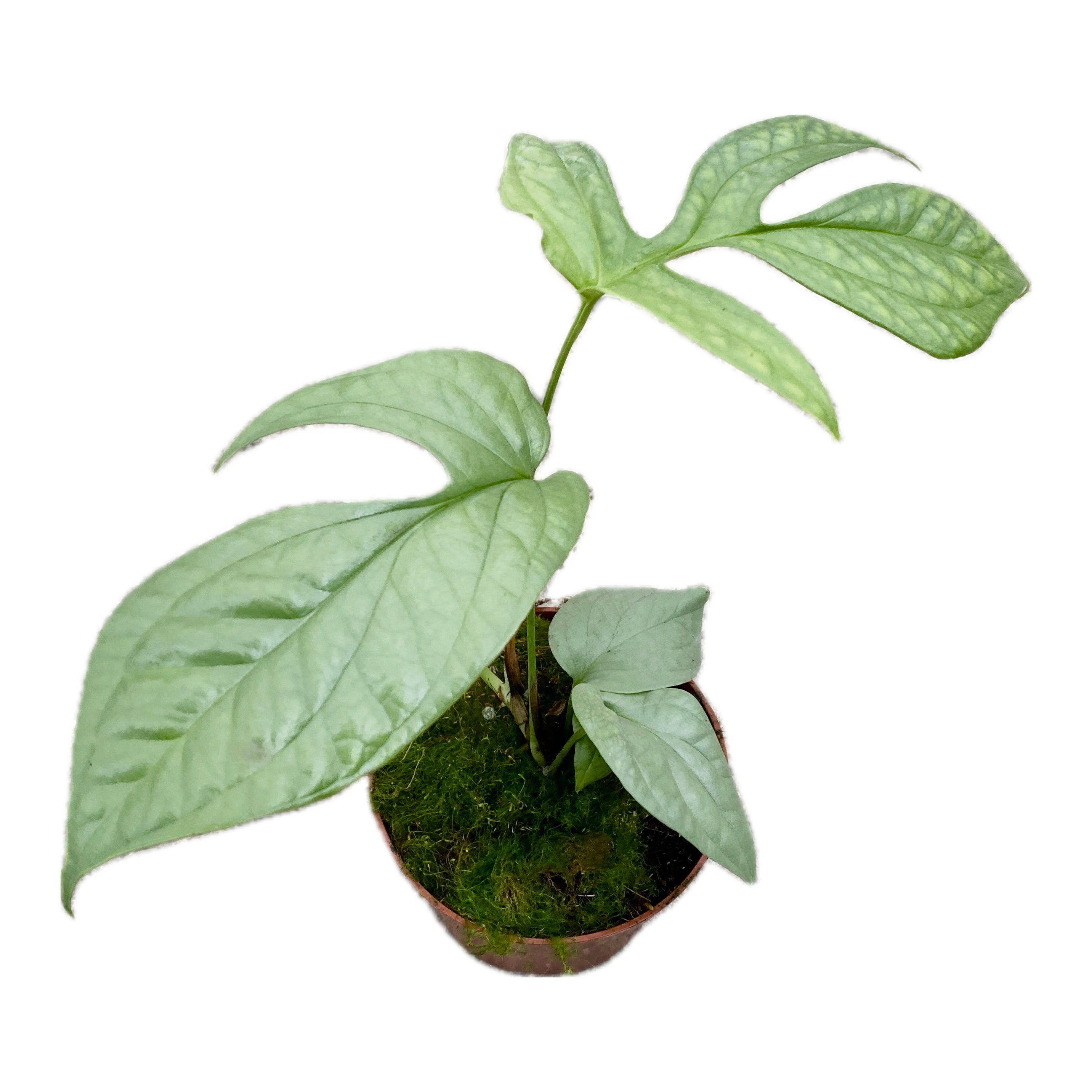 Amydrium medium 'Silver Spiderman' (Spiderman Monstera Silver) D10 ...