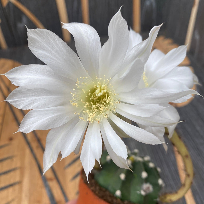 Echinopsis subdenudata (Easter Lily Cactus) - flori spectaculoase si p ...