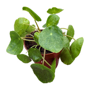 Pilea peperomioides 'Sugar' - frunze variegate