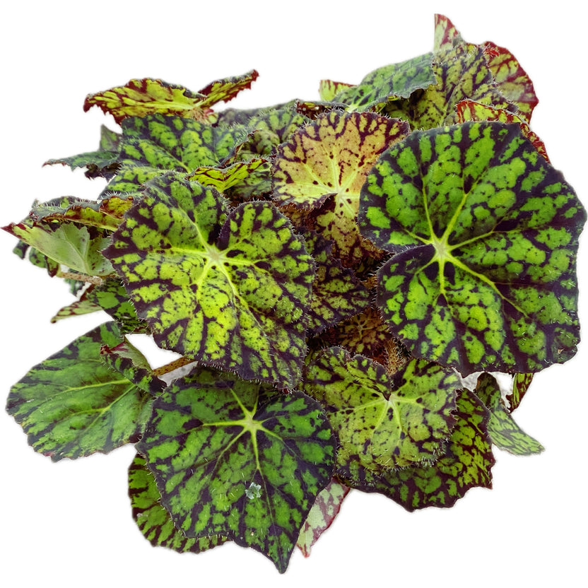 Begonia Samba – Secret Garden Plant Shop