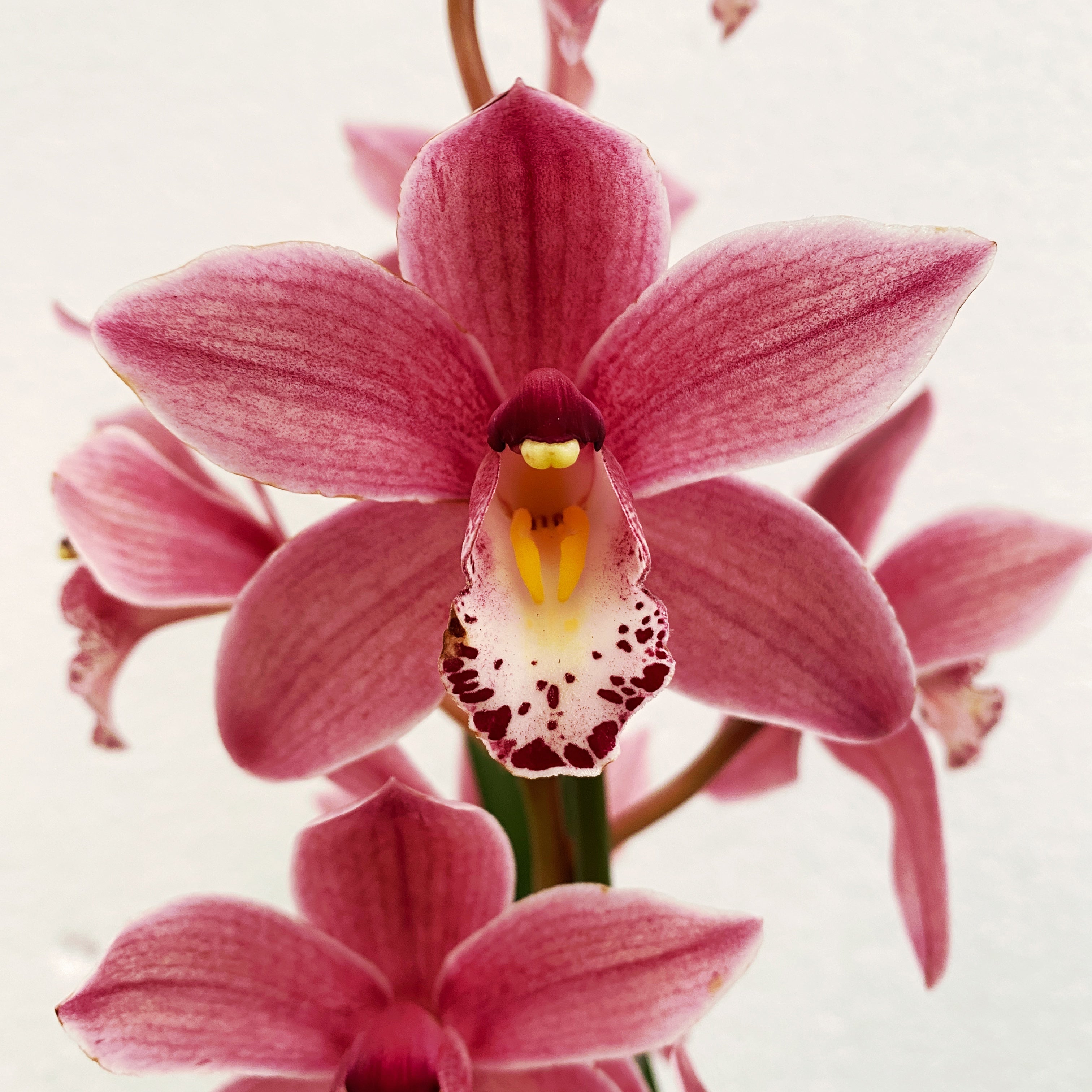 Cymbidium Pearl Flor – Secret Garden Plant Shop