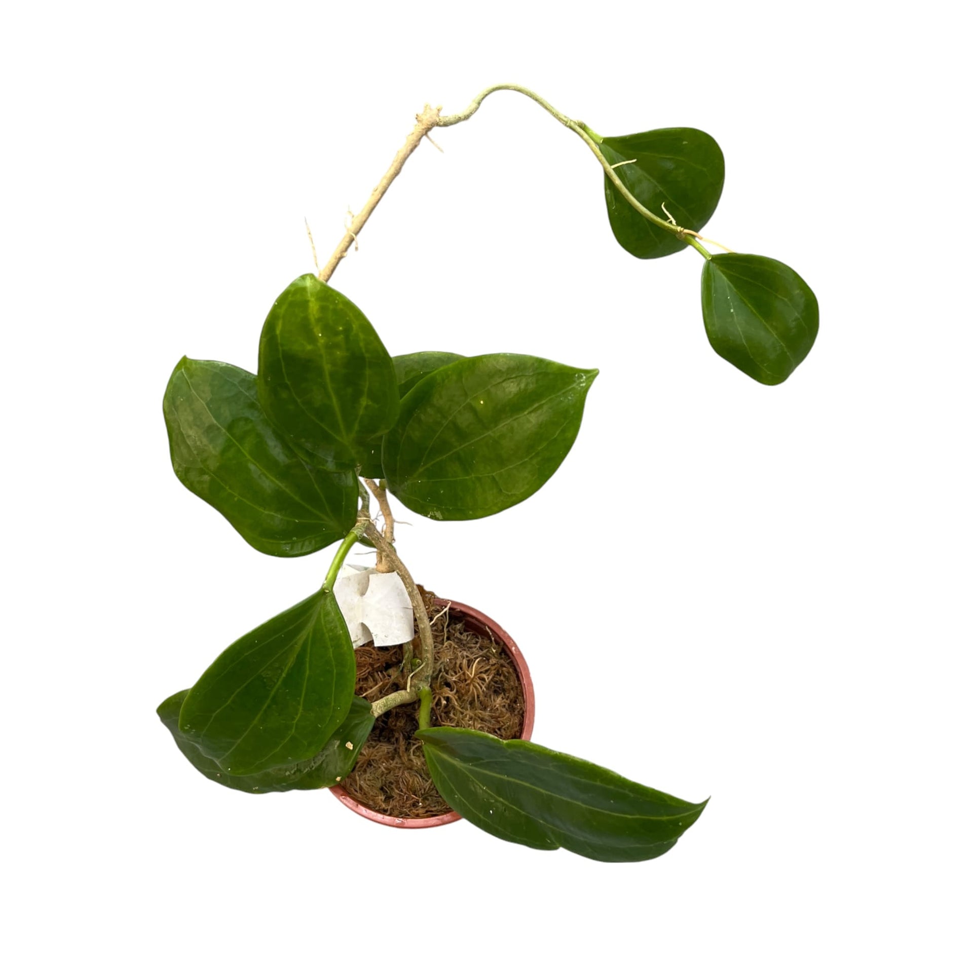 Hoya merrillii – Secret Garden Plant Shop