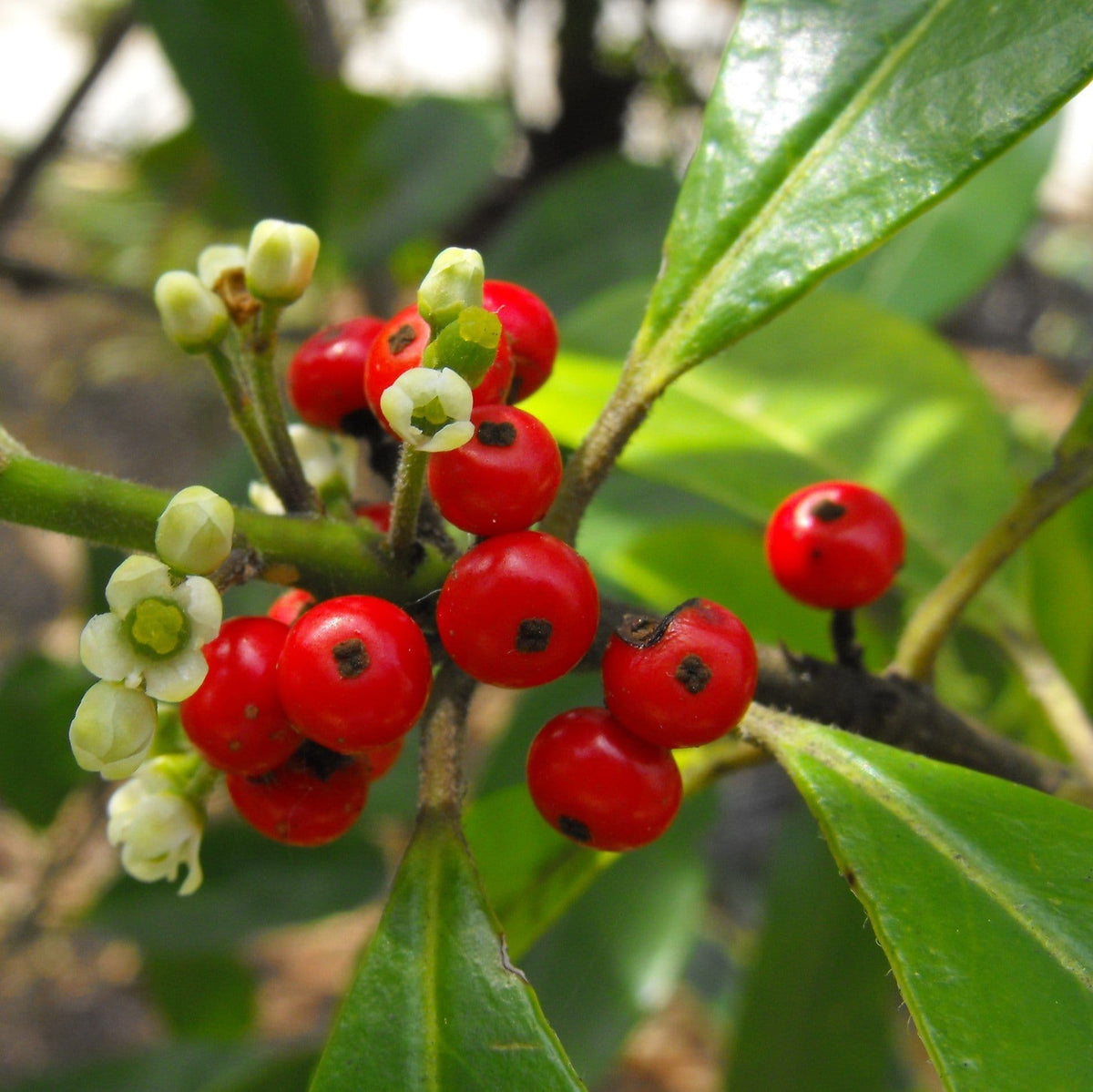 Ilex paraguariensis (Yerba Mate) - planta de ceai Yerba Mate – Secret ...