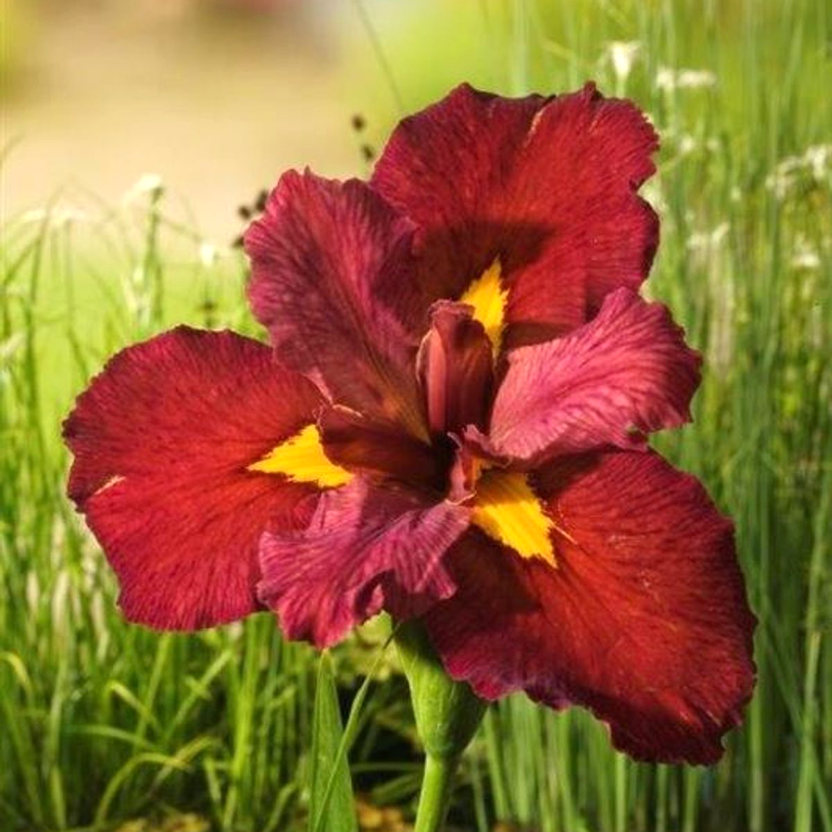 Iris 'Ann Chowning' (Iris de Luisiana) – Secret Garden Plant Shop