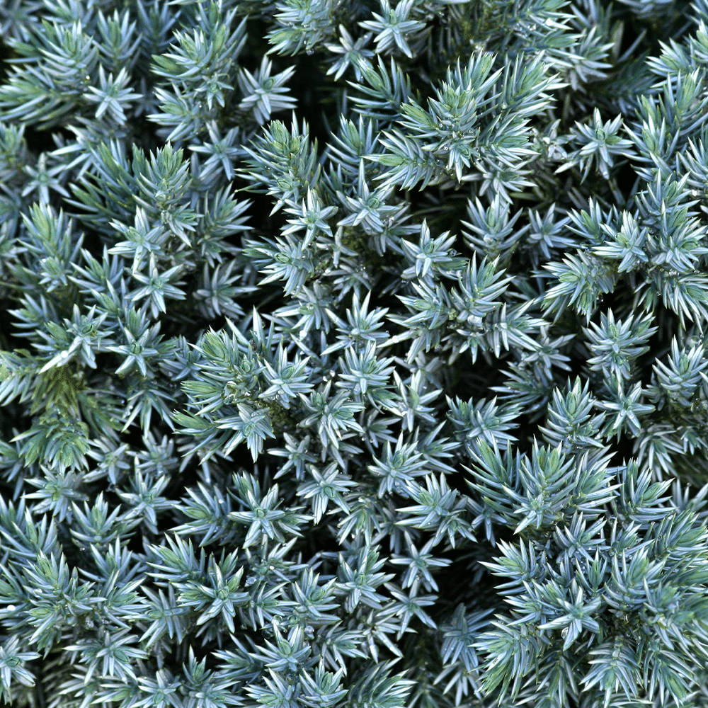 Juniperus squamata 'Blue Star' - Ienupar tarator albastru
