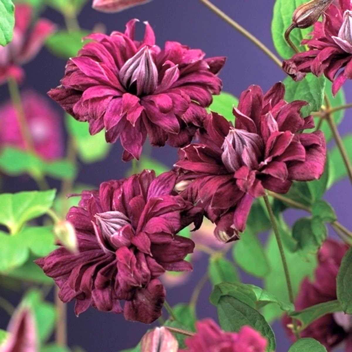 Clematis with purple double flowers - Clematis 'Purpurea Plena Elegans ...