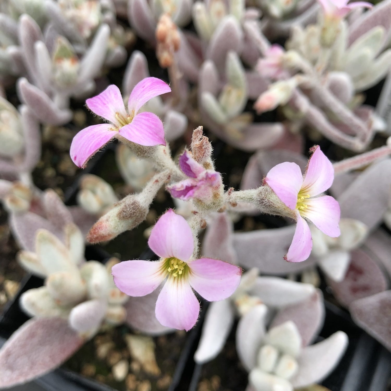 Kalanchoe Eriophylla (Snow White Panda Plant) – Secret Garden Plant Shop