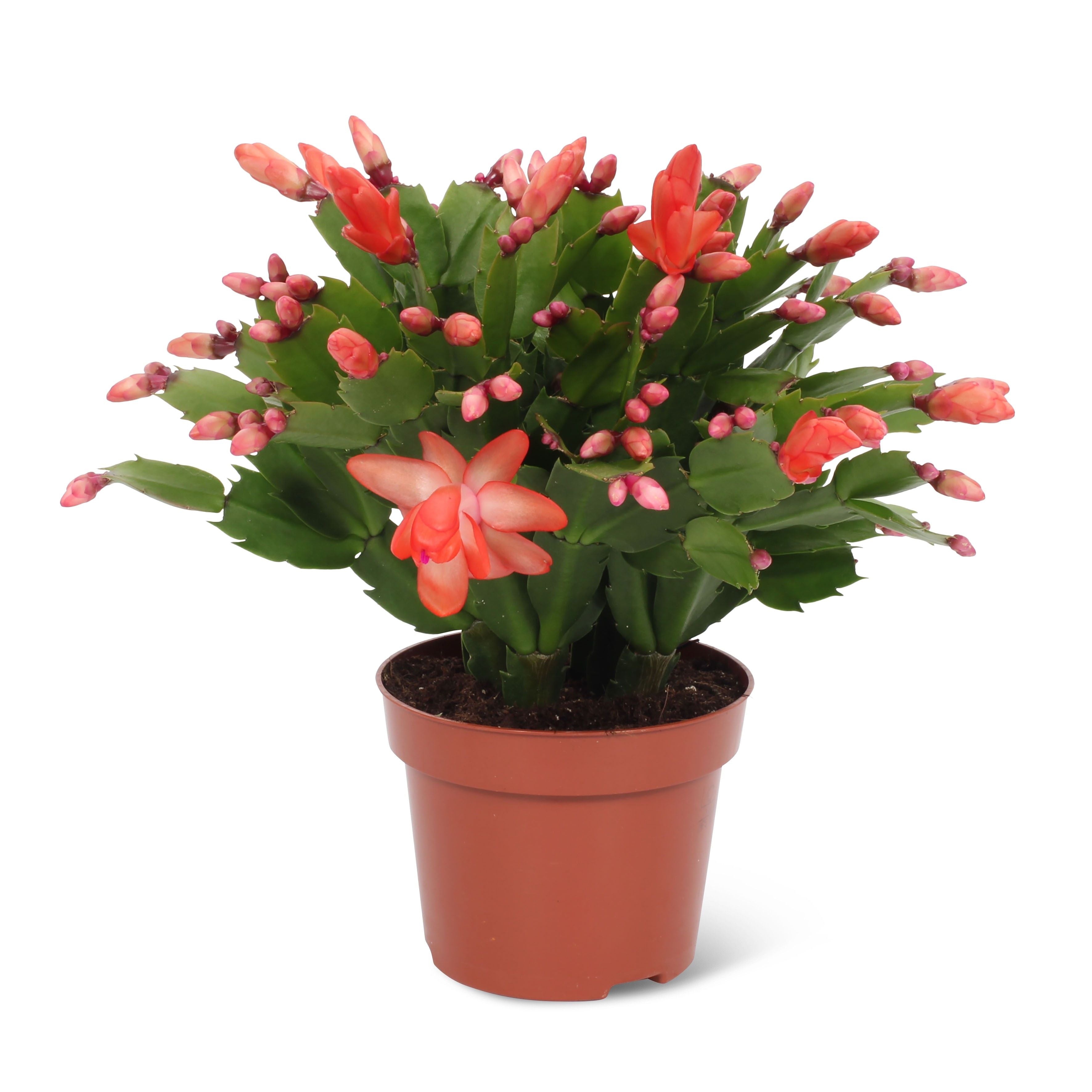 Schlumbergera truncata ‘Flame Red’ - cactus de Craciun – Secret Garden ...
