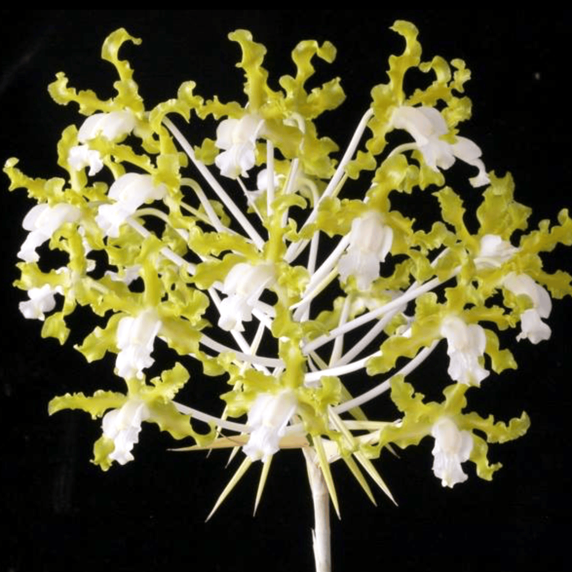 Laelia undulata alba 'Graf's Emerald' AM/AOS – Secret Garden Plant Shop