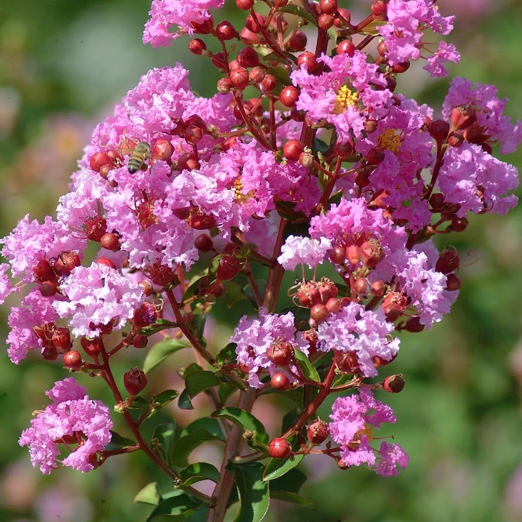 Lagerstroemia indica 'Rosea Nova' - Liliac indian – Secret Garden Plant ...