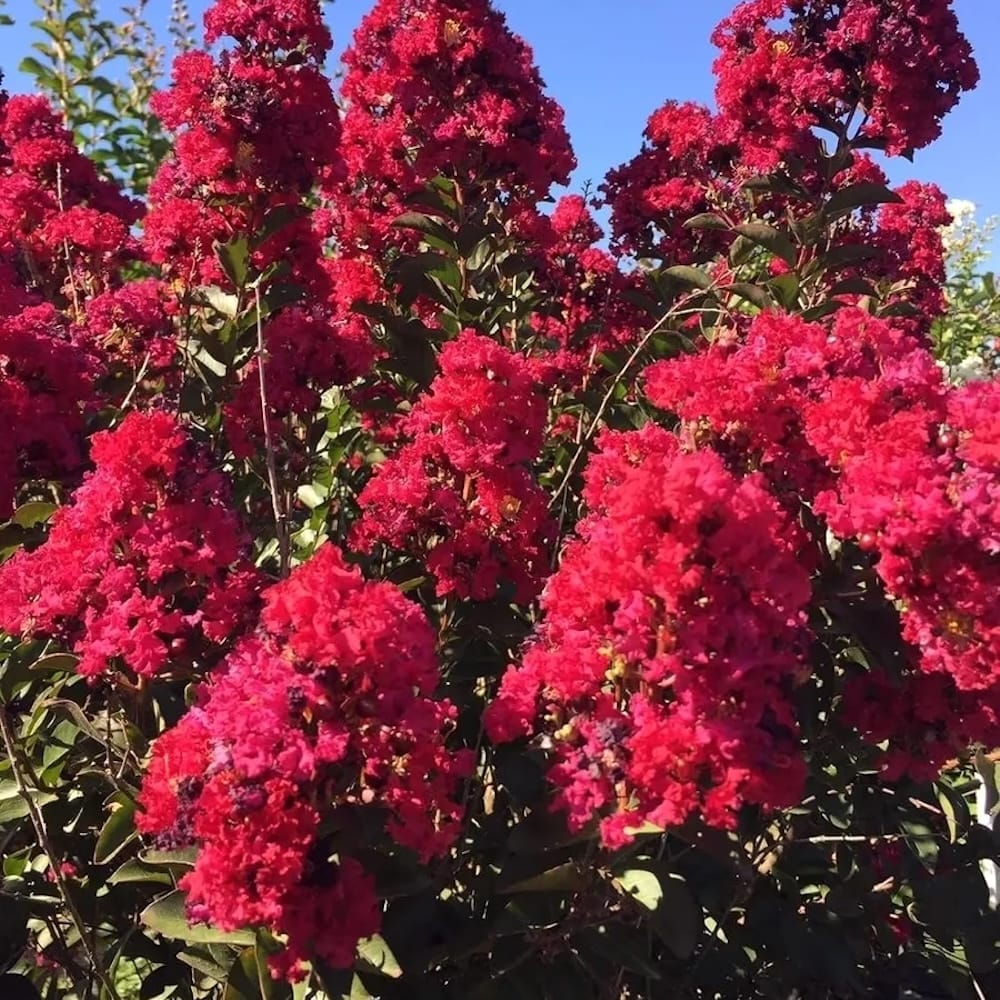 Liliac indian cu infloriri repetate - Lagerstroemia indica 'Double Fea ...