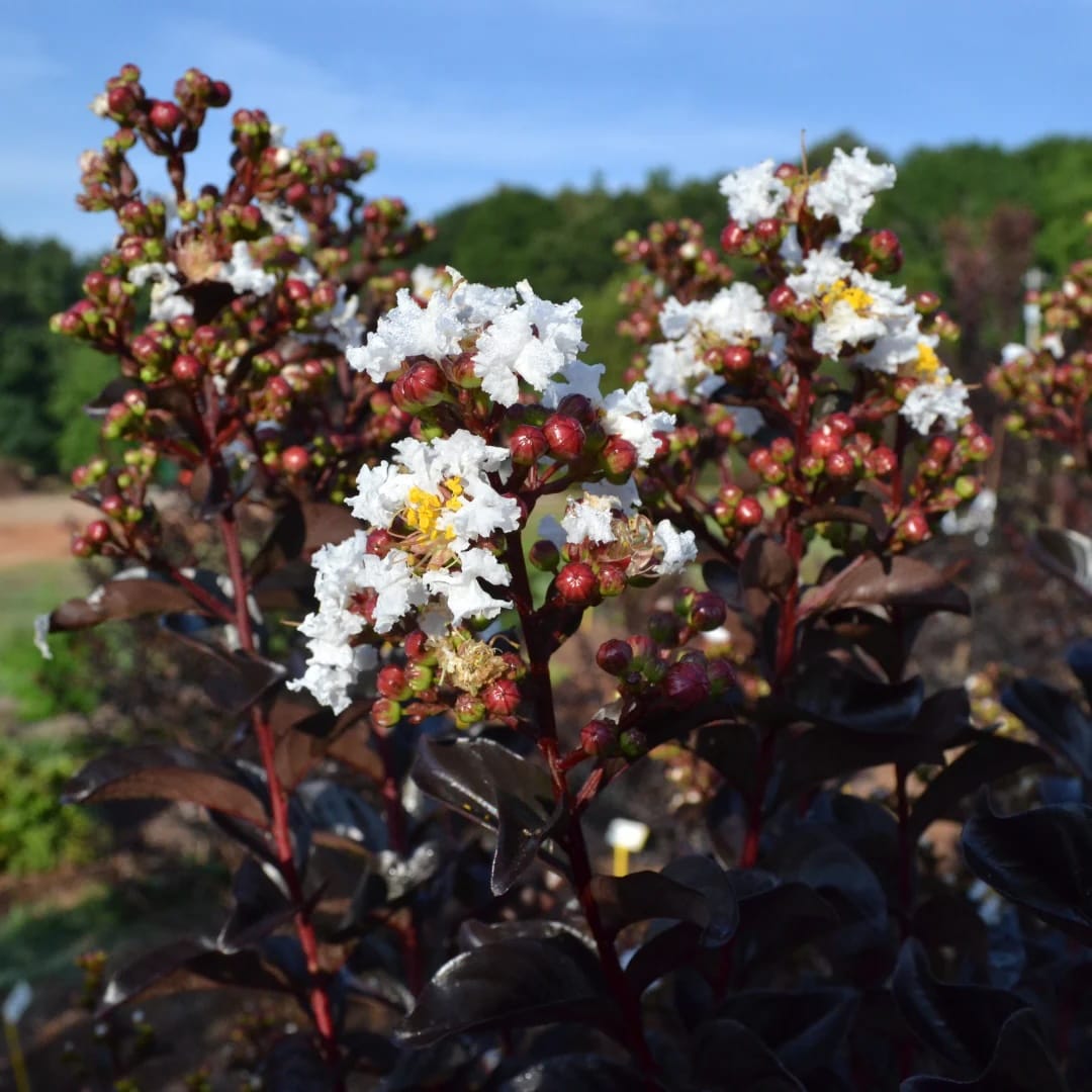 Liliac indian cu foliaj rosu si flori albe - Lagerstroemia indica 'Lun ...
