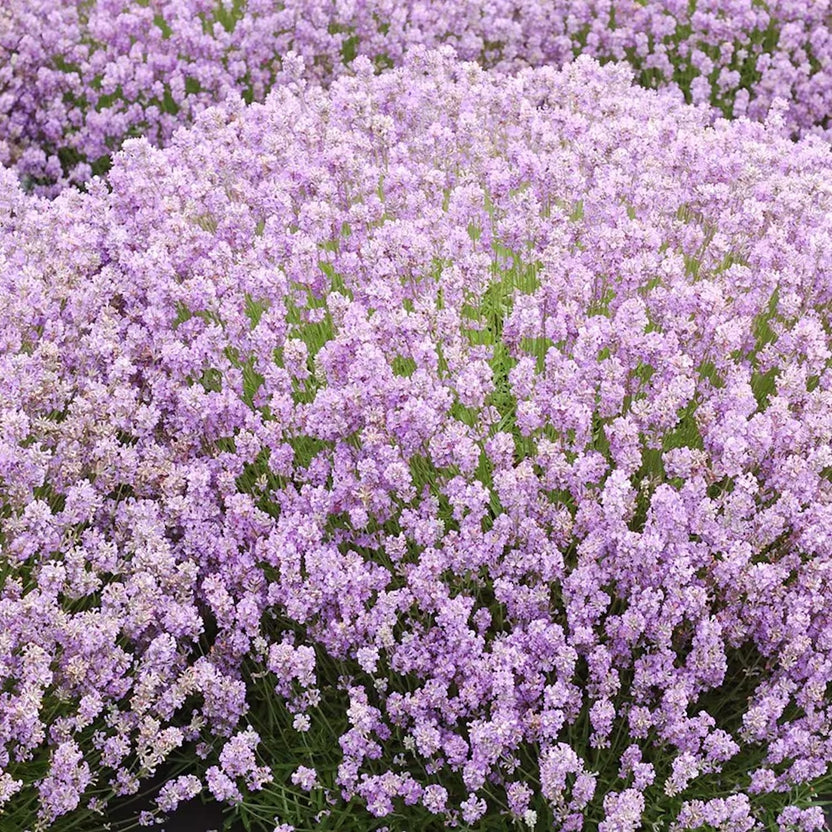 Lavanda roz in ghiveci - Lavandula angustifolia 'Rosea' (Jean Davis ...