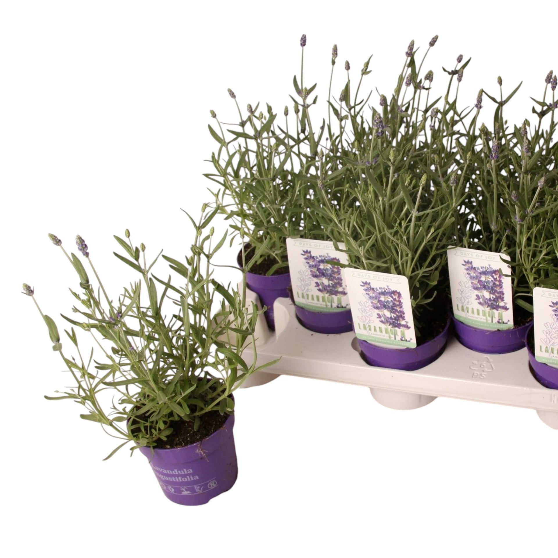 Lavanda in ghiveci - Lavandula angustifolia 'Vienco Purple' – Secret ...