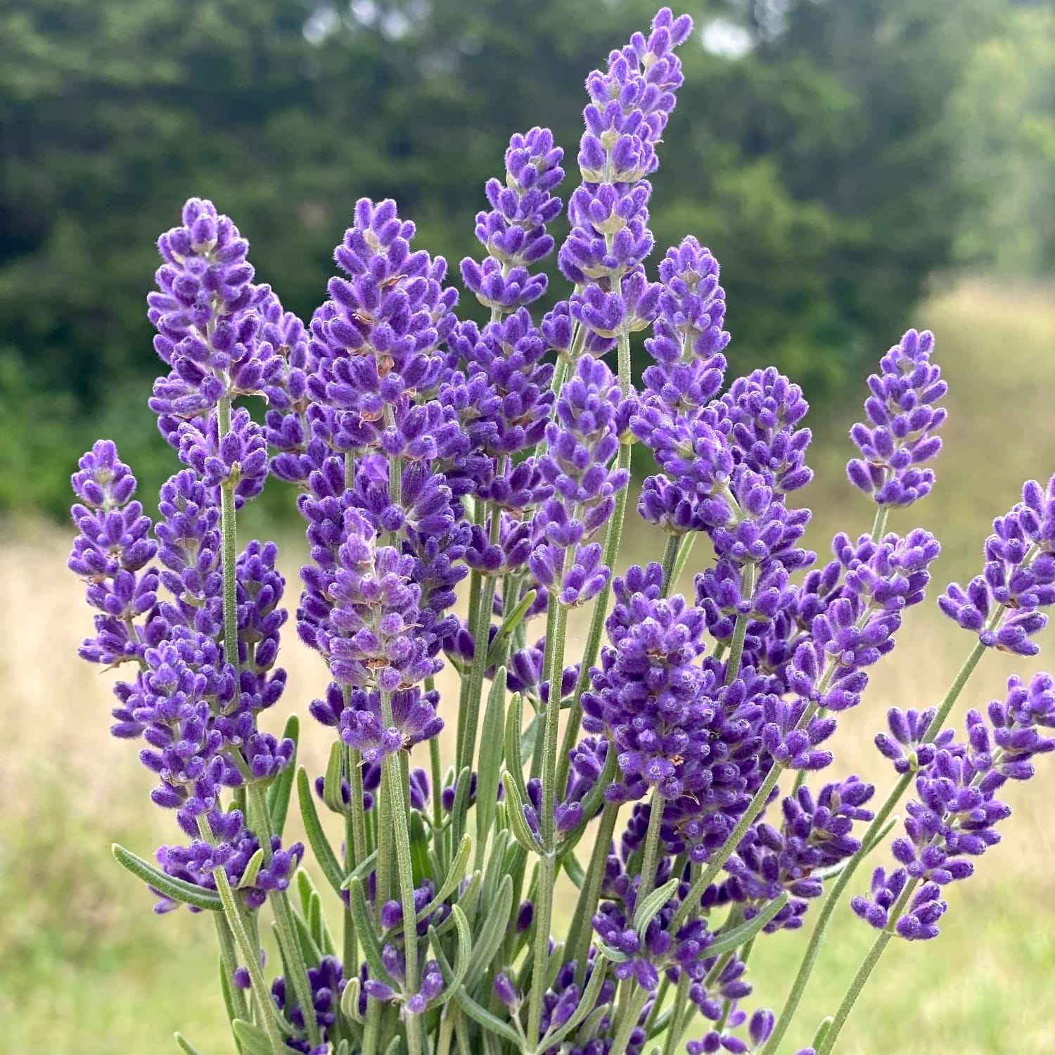Lavanda in ghiveci - Lavandula angustifolia 'Vienco Purple' – Secret ...