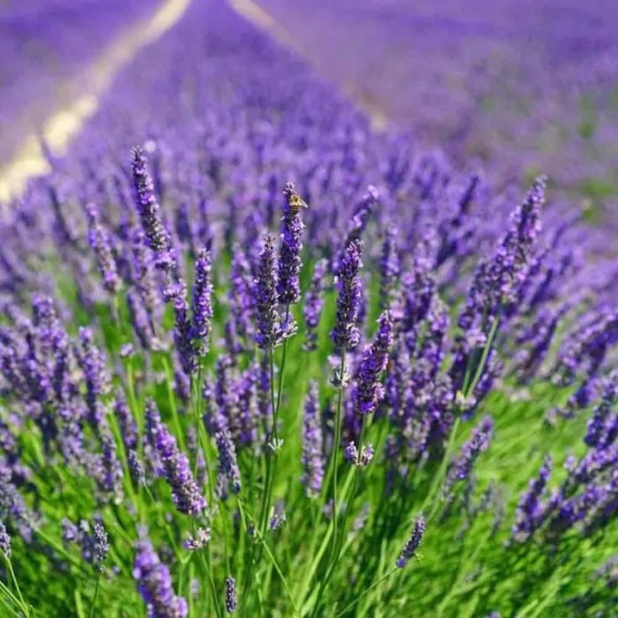 Lavanda in ghiveci - Lavandula angustifolia 'Essence Purple' – Secret ...