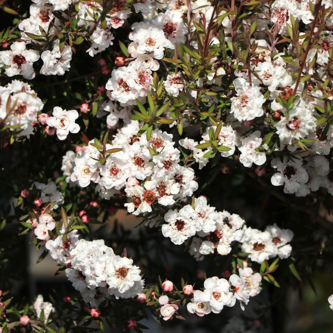 Leptospermum scoparium 'Snow Flurry' (Tea Tree, Manuka) - flori duble ...