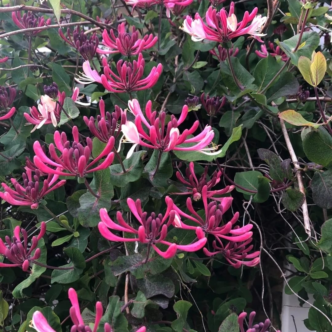 Lonicera japonica 'Purpurea' - Caprifoi cu frunze purpurii si flori in ...