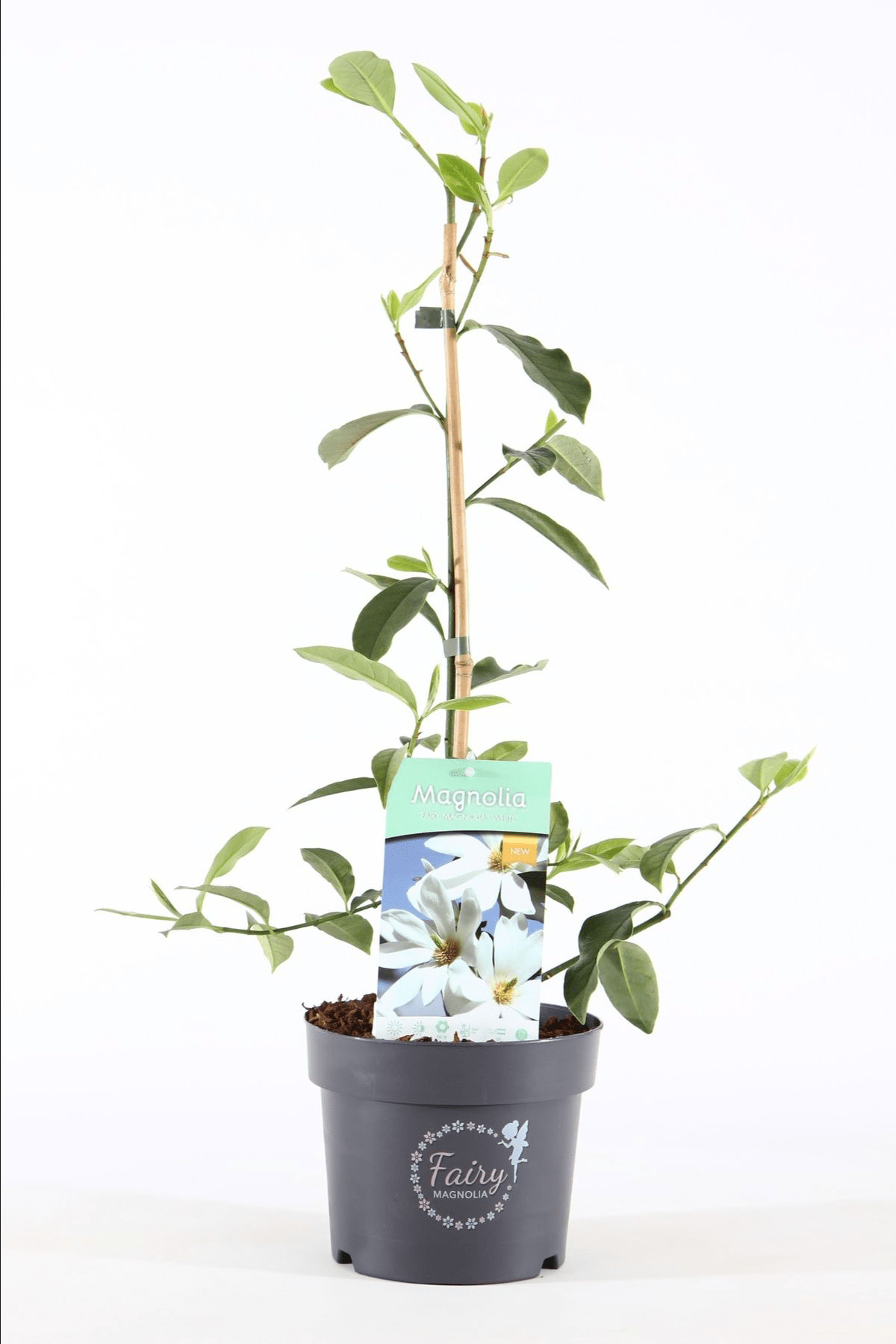 Magnolia Michelia 'Vanilla Pearls' (Vanilla White) - flori parfumate