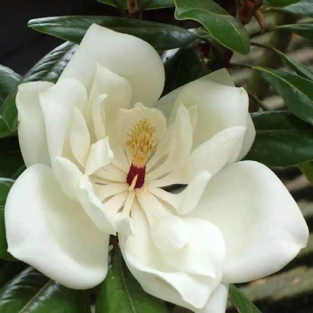 Magnolia grandiflora 'Double Nantais' (Nannetensis) – Floraria Secret ...