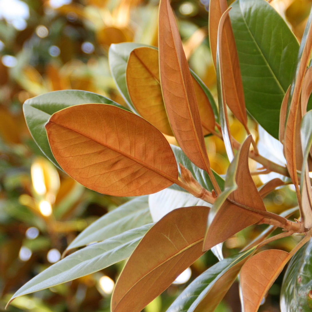 Magnolia grandiflora 'Double Nantais' (Nannetensis) – Floraria Secret ...
