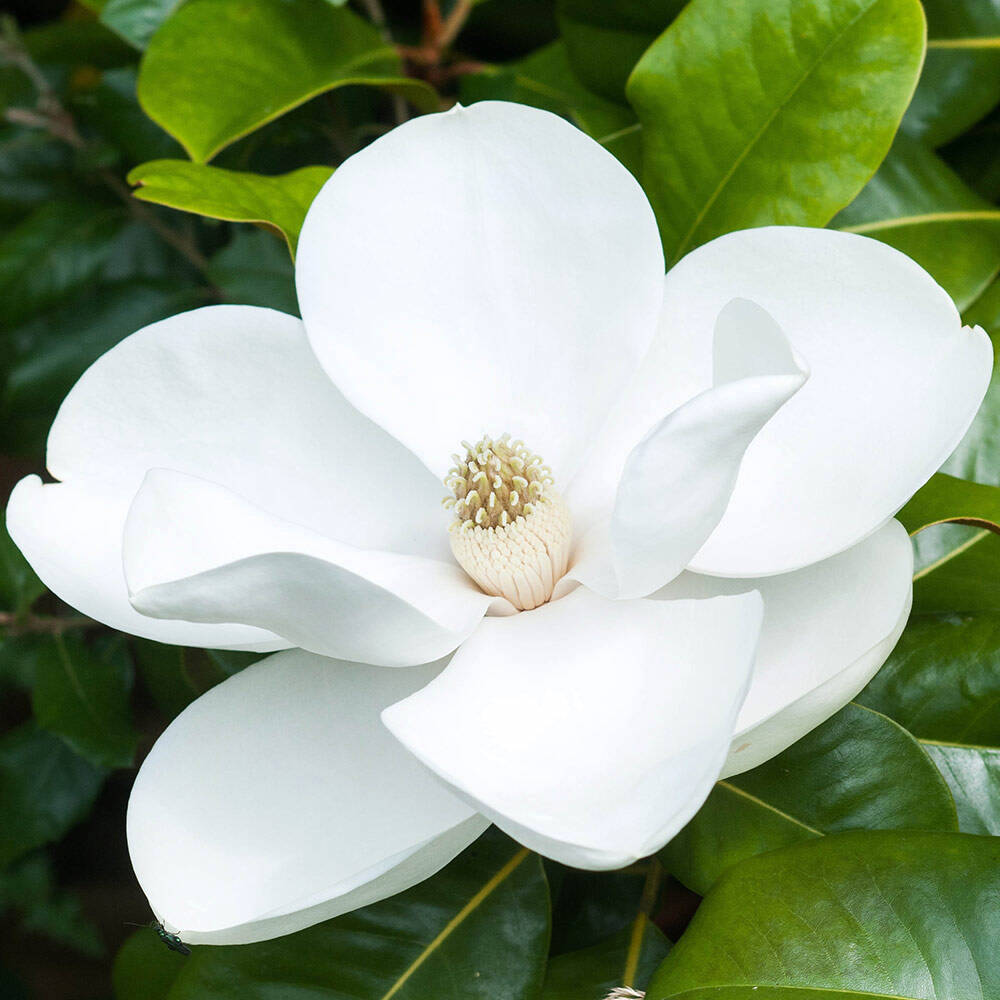 Magnolia grandiflora 'Ferruginea' - foliaj vesnic verde, flori uriase ...