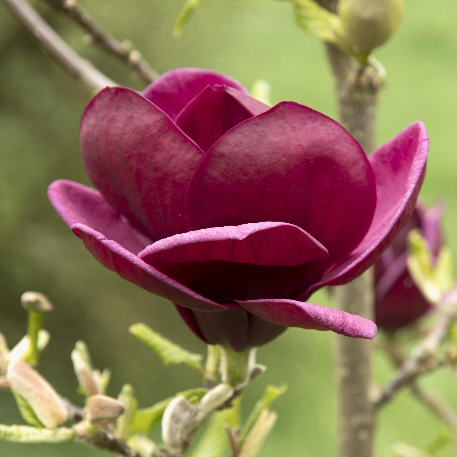 Magnolia 'Genie' - flori incredibile, uriase, parfumate – Secret Garden ...