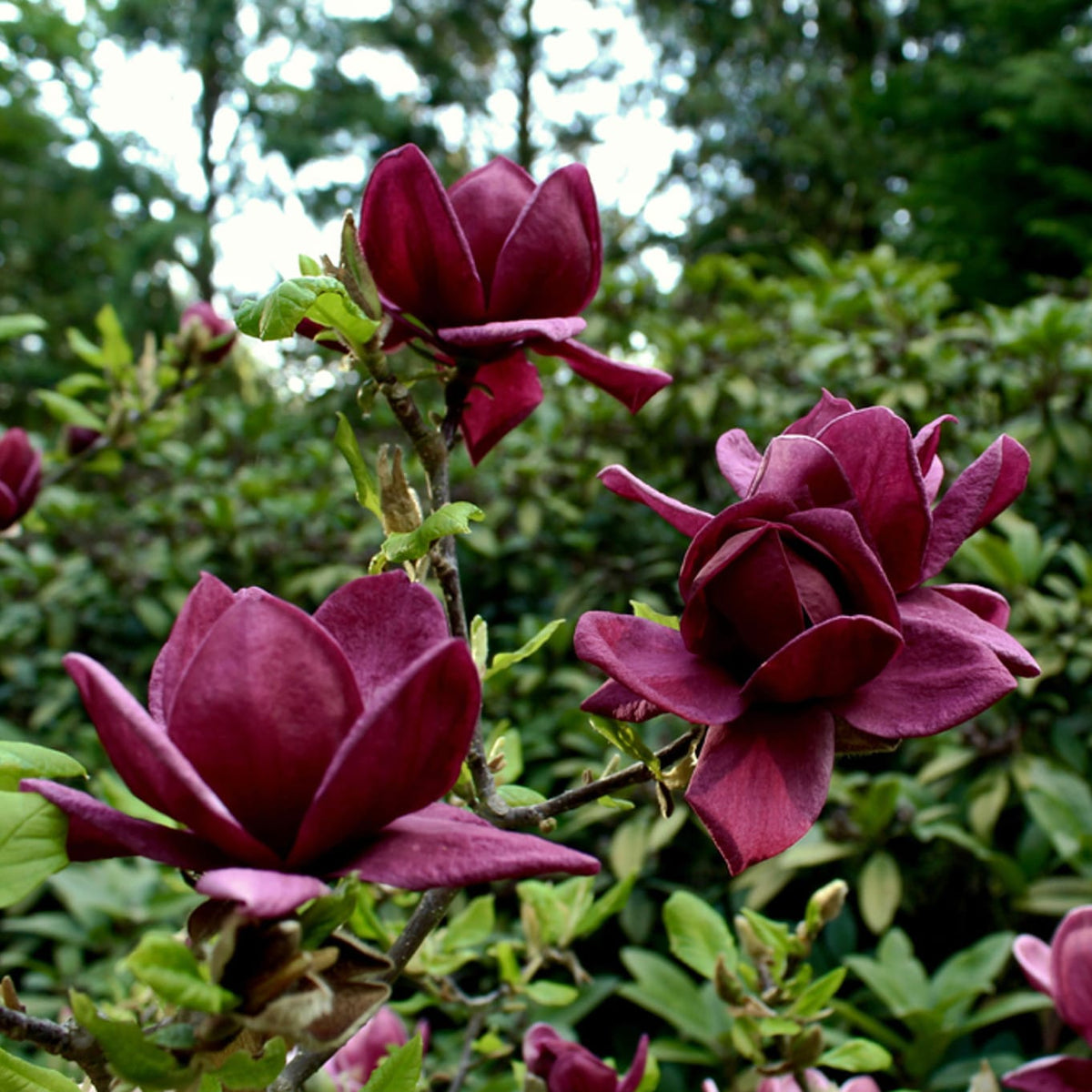 Magnolia 'Genie' - flori incredibile, uriase, parfumate – Secret Garden ...