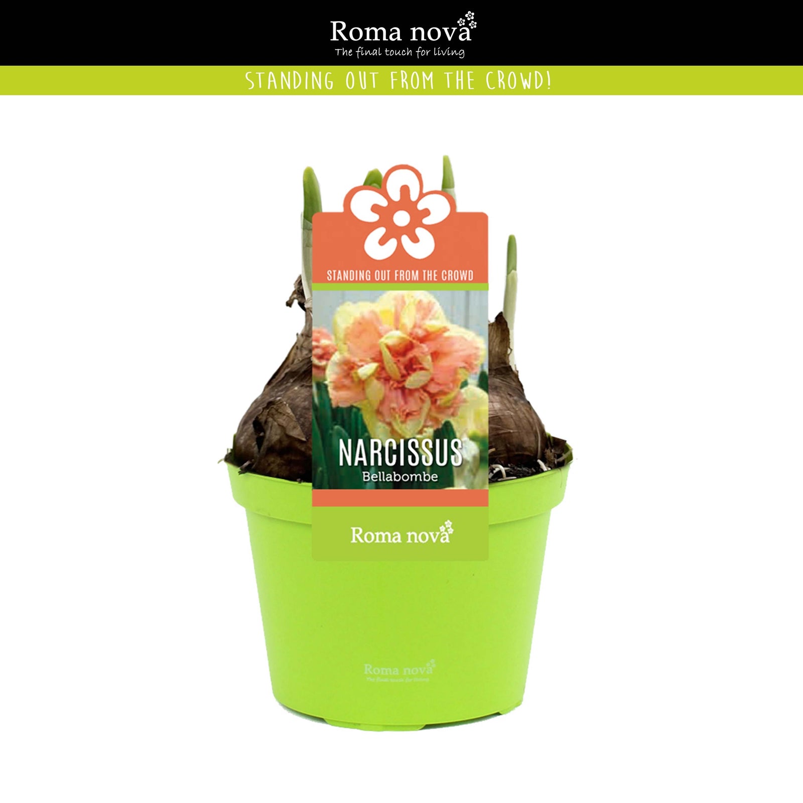 Narcise cu floare dubla - Narcissus 'Bellabombe' – Secret Garden Plant Shop