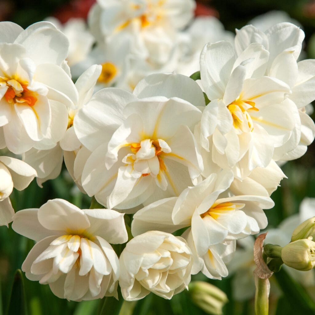Narcissus 'Cheerfulness' - narcise cu flori duble, puternic parfumate ...