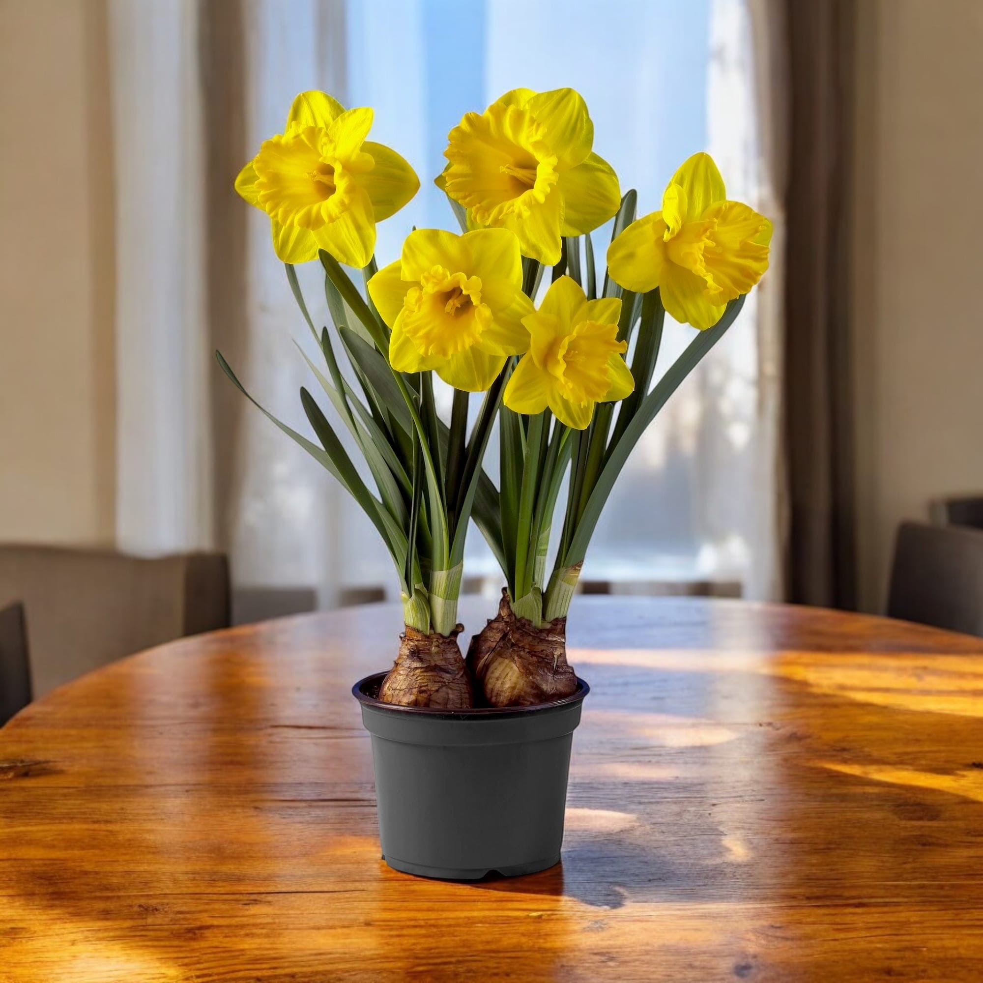 Narcise cu flori mari - Narcissus 'Gold Medal' – Secret Garden Plant Shop