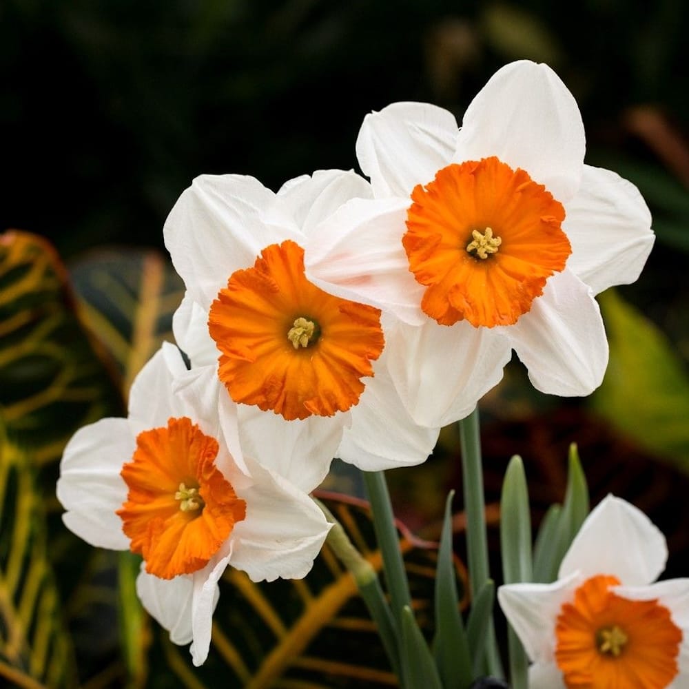 Narcise speciale - Narcissus 'Professor Einstein'