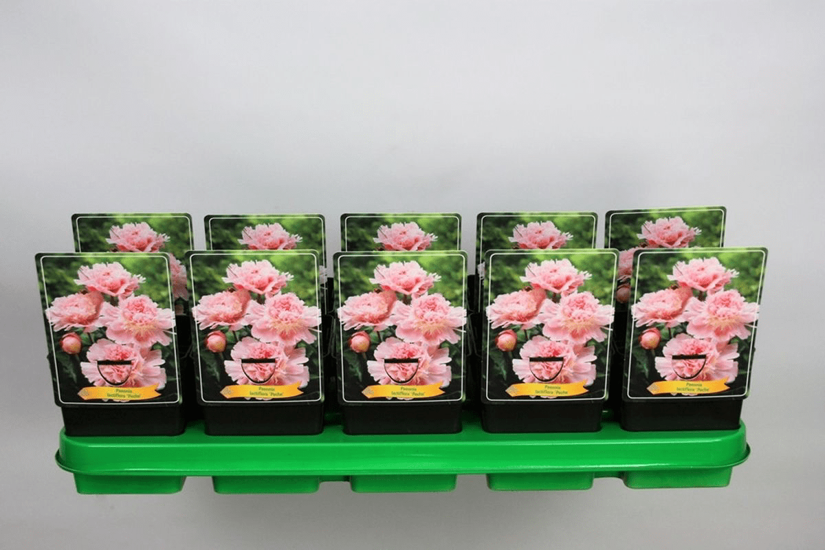 Bujori de gradina parfumati - Paeonia lactiflora 'Peche' – Secret ...