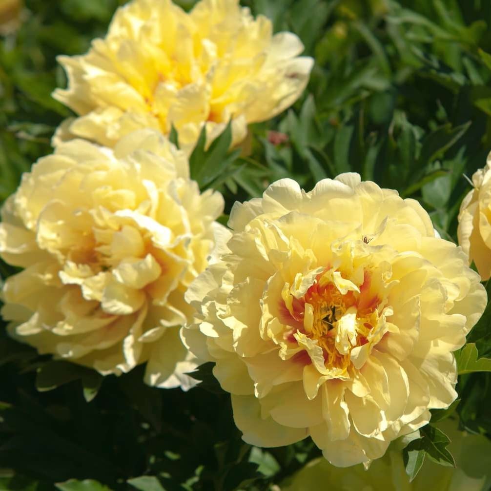 Paeonia itoh 'Shining Light' - bujor semi-arbustiv galben cu flori sem ...