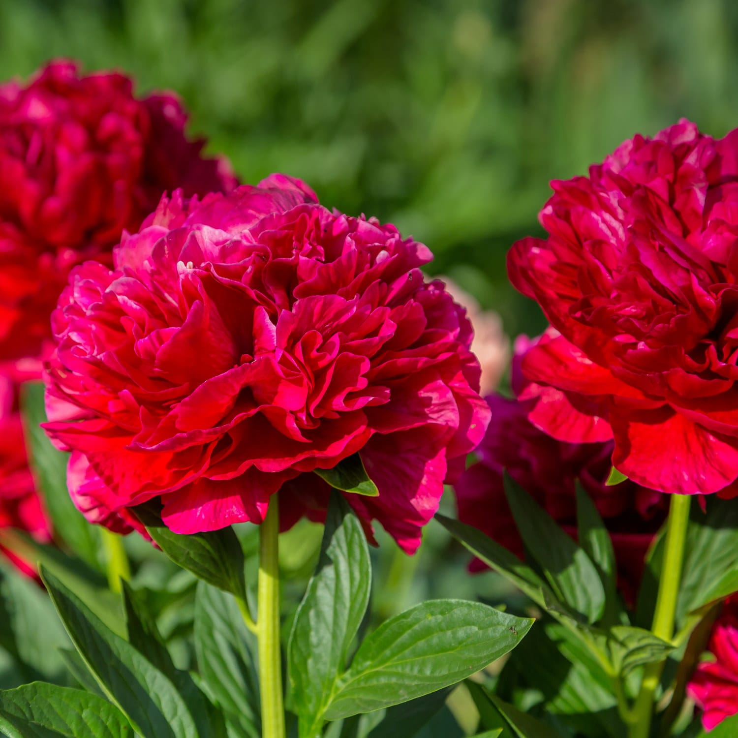 Bujori de gradina parfumati - Paeonia lactiflora 'Red' – Secret Garden ...