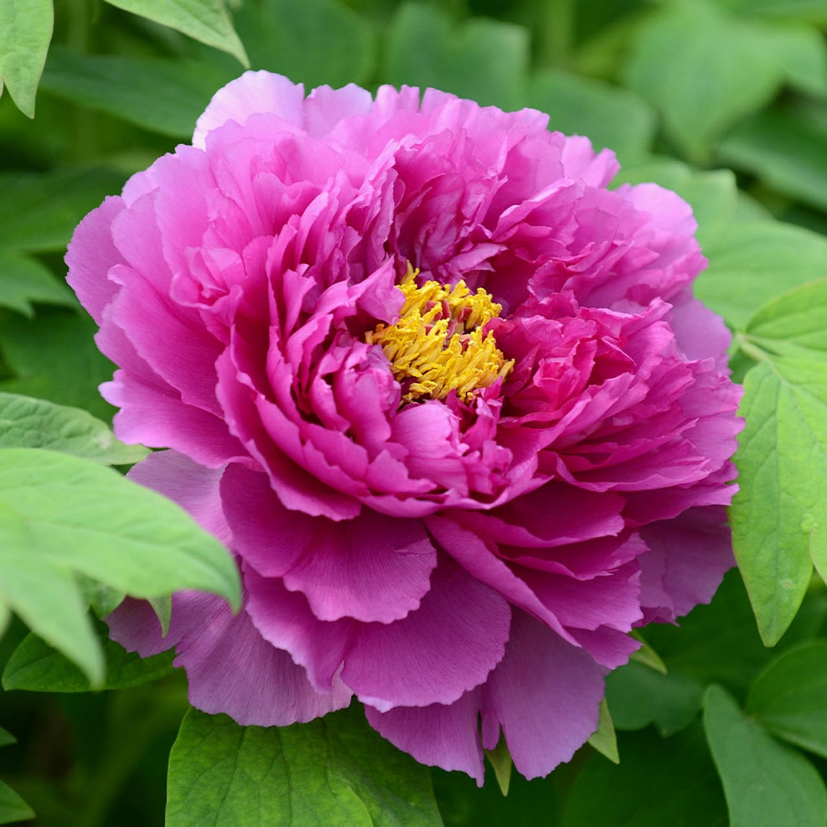 Paeonia suffruticosa 'Ling Hua Zhan Lu' - bujor arbustiv lila cu floar ...