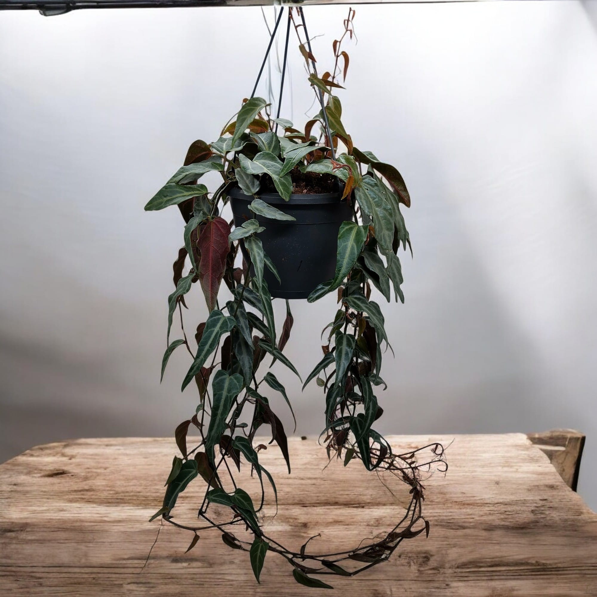 Parthenocissus amazonica ( Amazon Jungle Vine) - planta exotica cu fru ...
