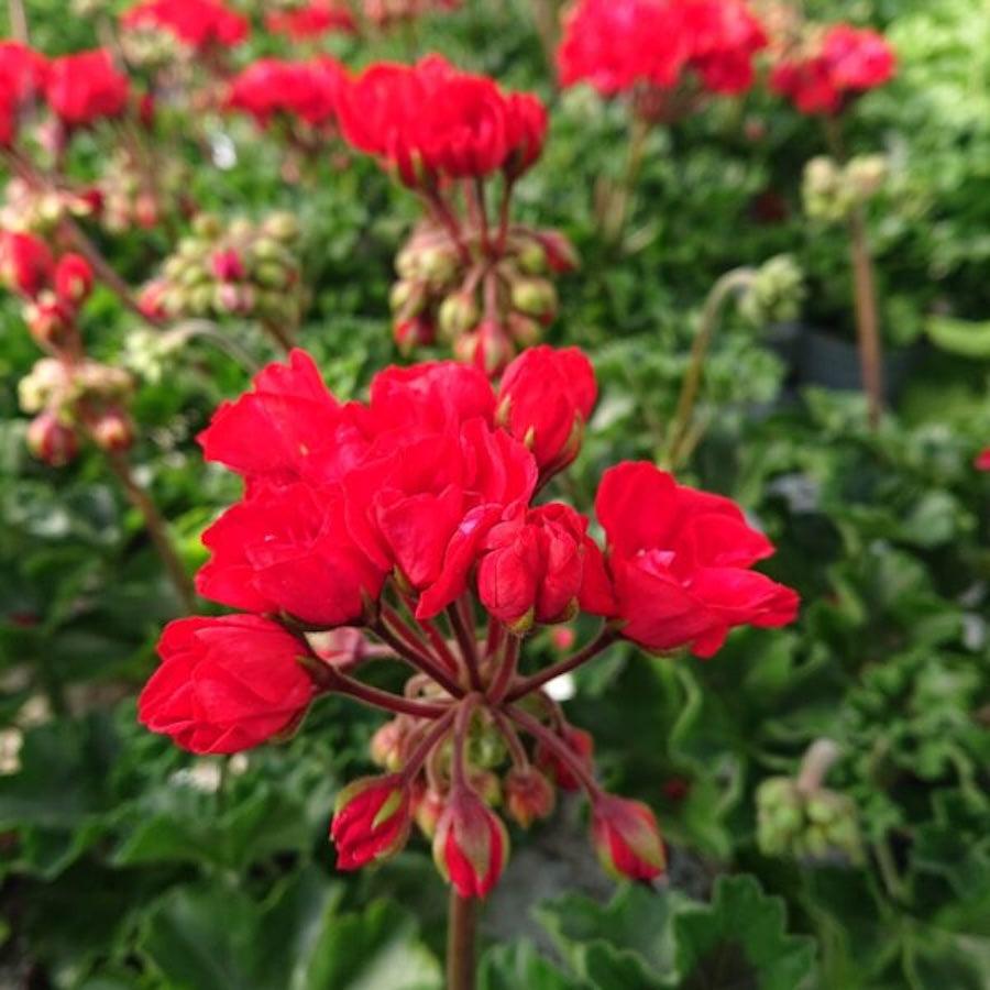 Muscata ruža - Pelargonium Royal Rosebud ‘Carmen Andrea’ – Secret ...