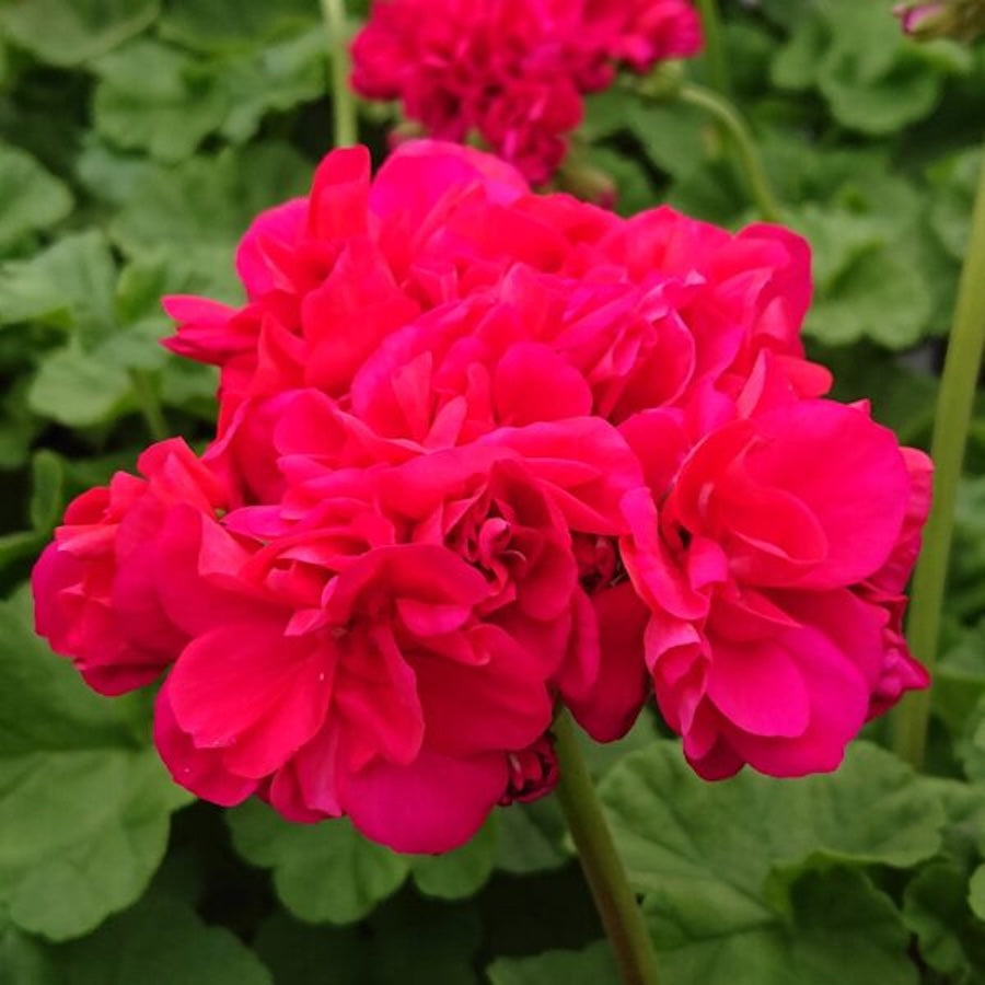 Muscata trandafir - Pelargonium Royal Rosebud 'Dr. Margrethe' – Secret ...