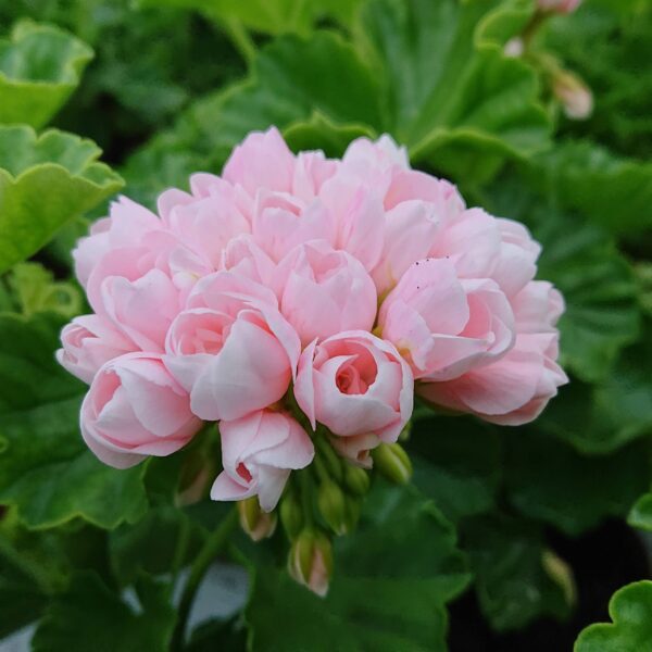 Muscata trandafir - Pelargonium Royal Rosebud 'Emma' – Secret Garden ...