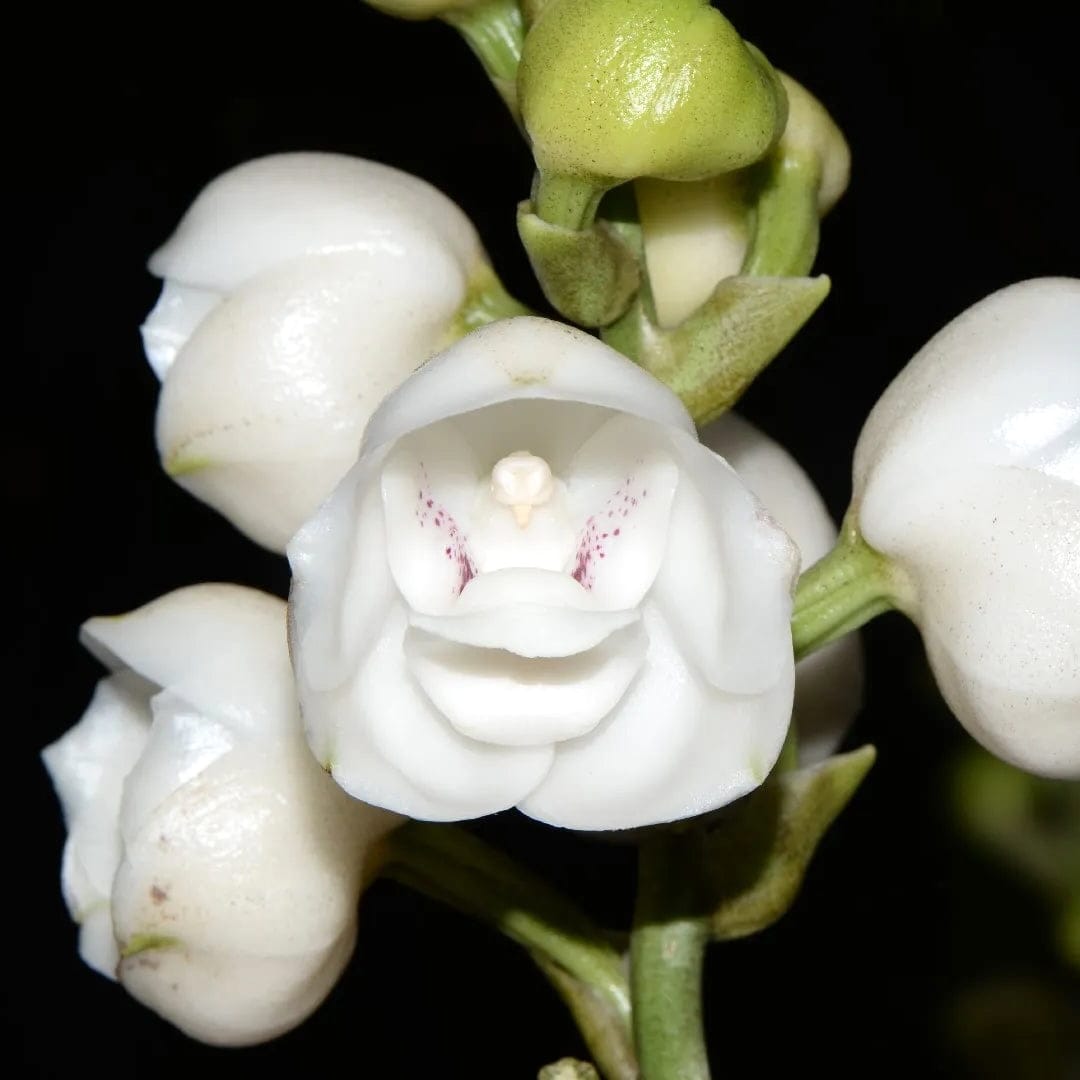 Peristeria elata (Holy Ghost Orchid) – Secret Garden Plant Shop