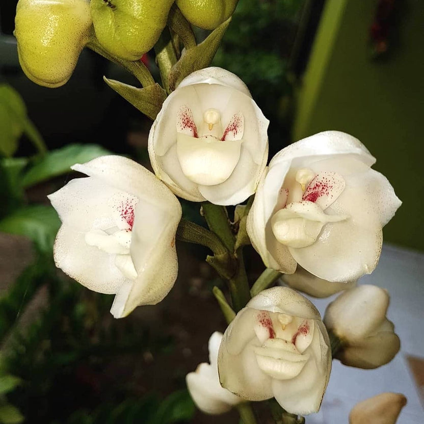 Peristeria elata (Holy Ghost Orchid) – Secret Garden Plant Shop