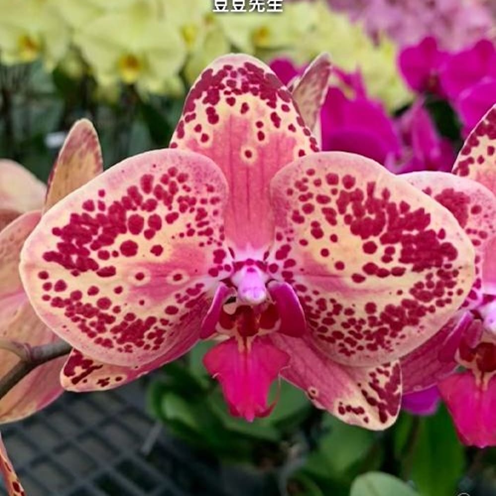 Phalaenopsis Mr. Bean – Secret Garden Plant Shop