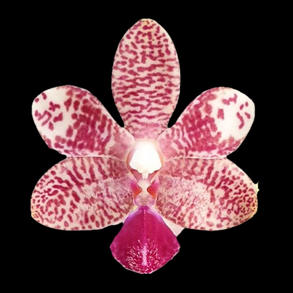 Phalaenopsis Miki Blue Angel C1 '239' – Floraria Secret Garden (SG)